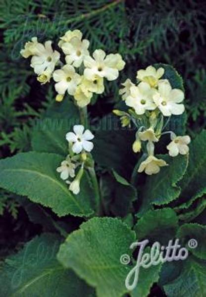 Forglemmegei 'Blue Ball' - Myosotis sylvatica - Garden Living