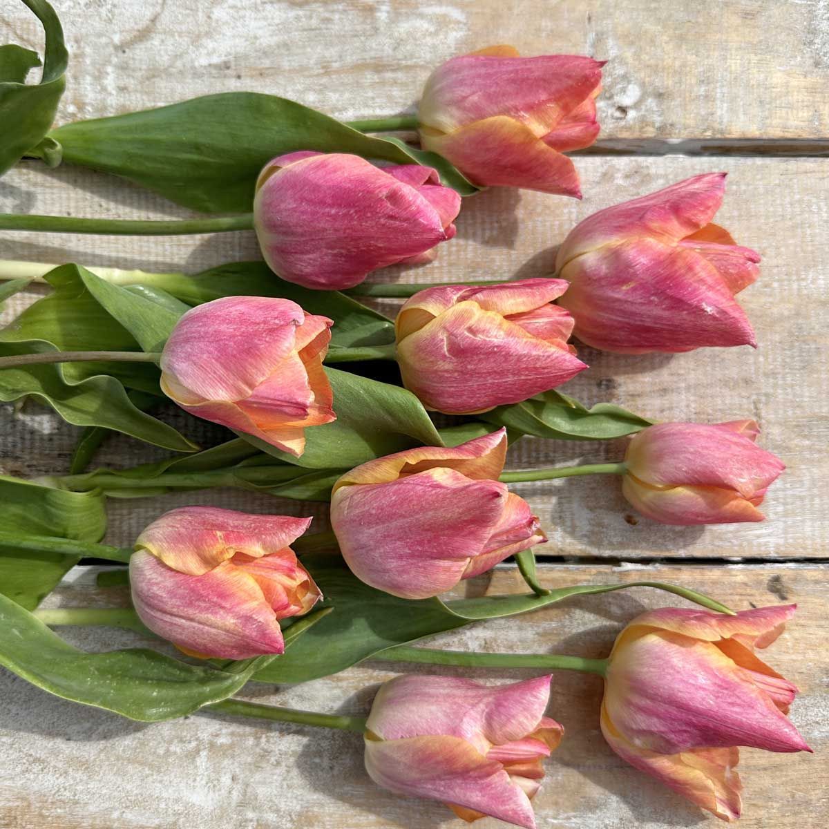 Tulipan 'Passio Sweet' - 10 stk - Garden Living