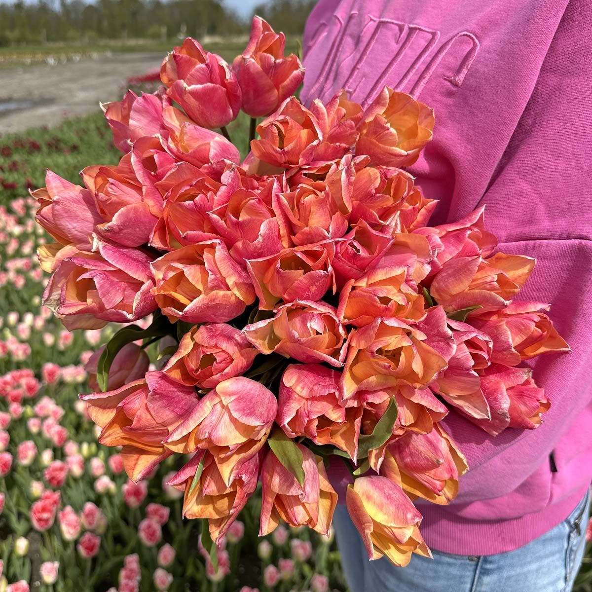 Tulipan 'Passio Sweet' - 10 stk - Garden Living